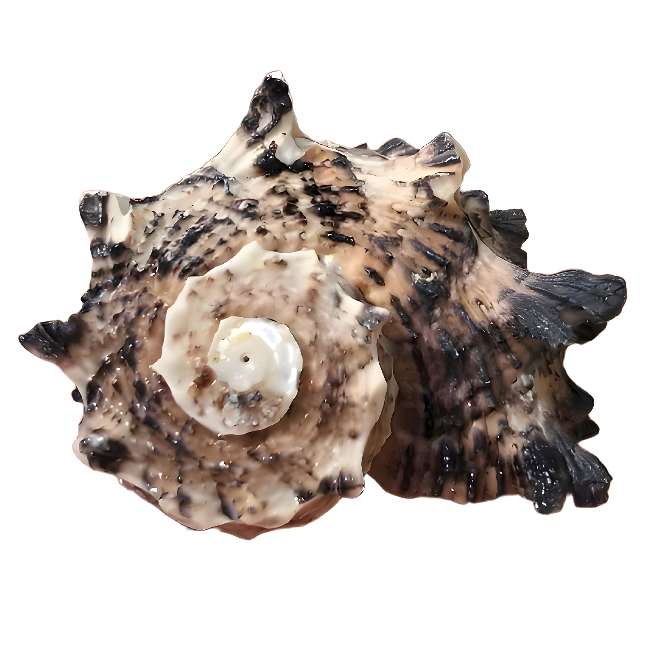 ACDANC Hermit Crab Shells,Aquarium Accent Pieces Beach Decor,Smooth ...