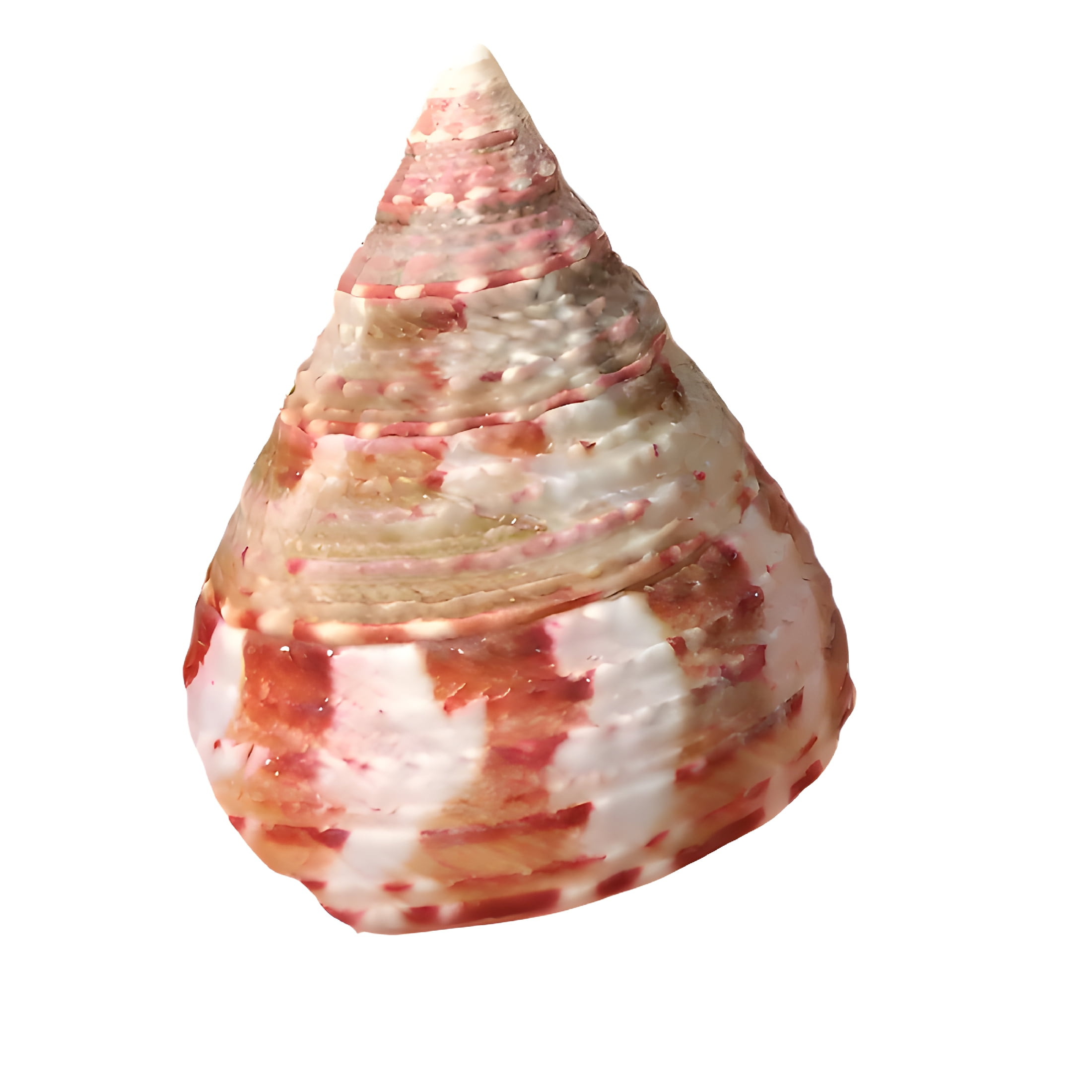 ACDANC Hermit Crab Shells,Beach Theme Collectibles Beach Decorations ...