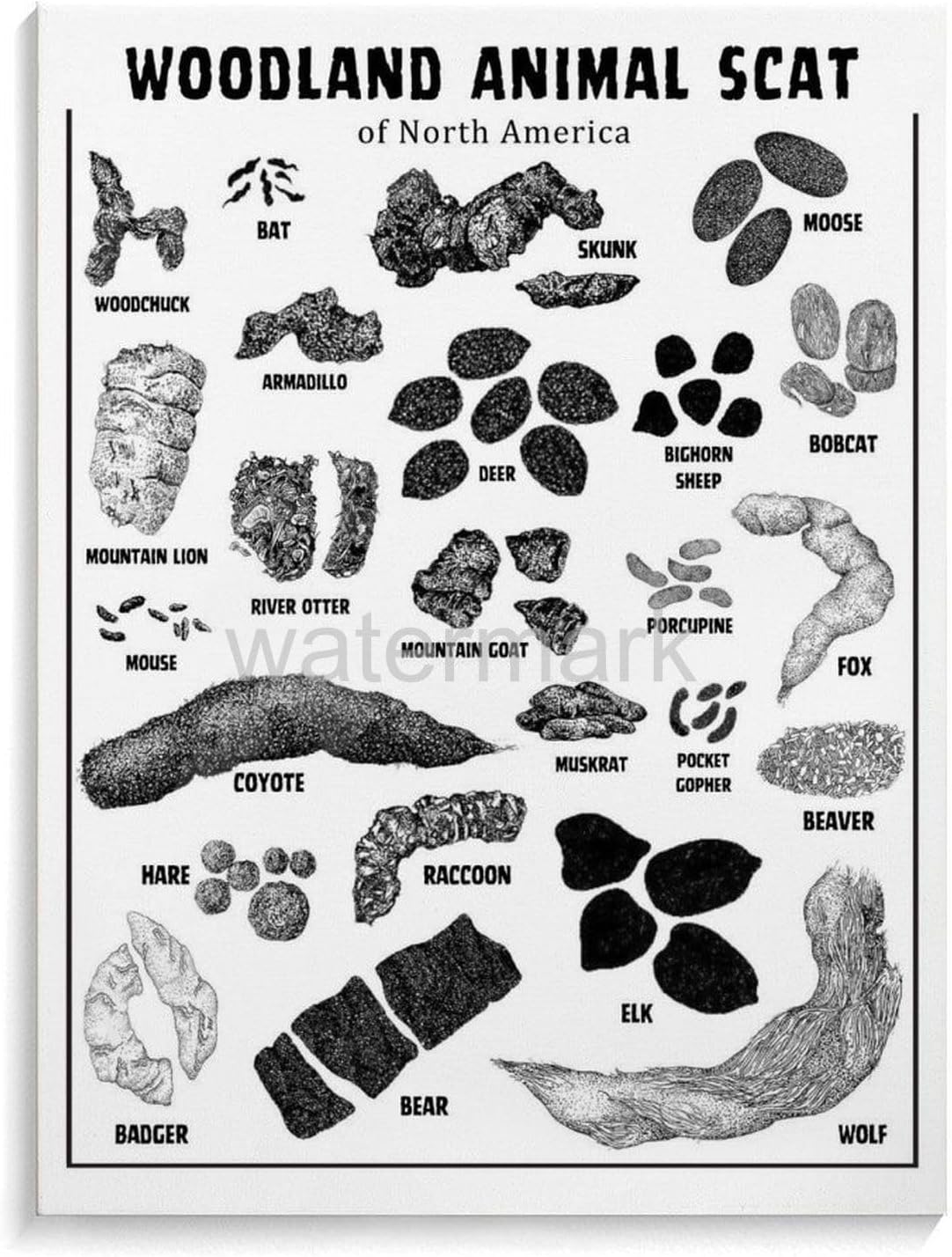 ADALE Animal Scat Poster Woodland Animal Droppings Poster Canvas ...