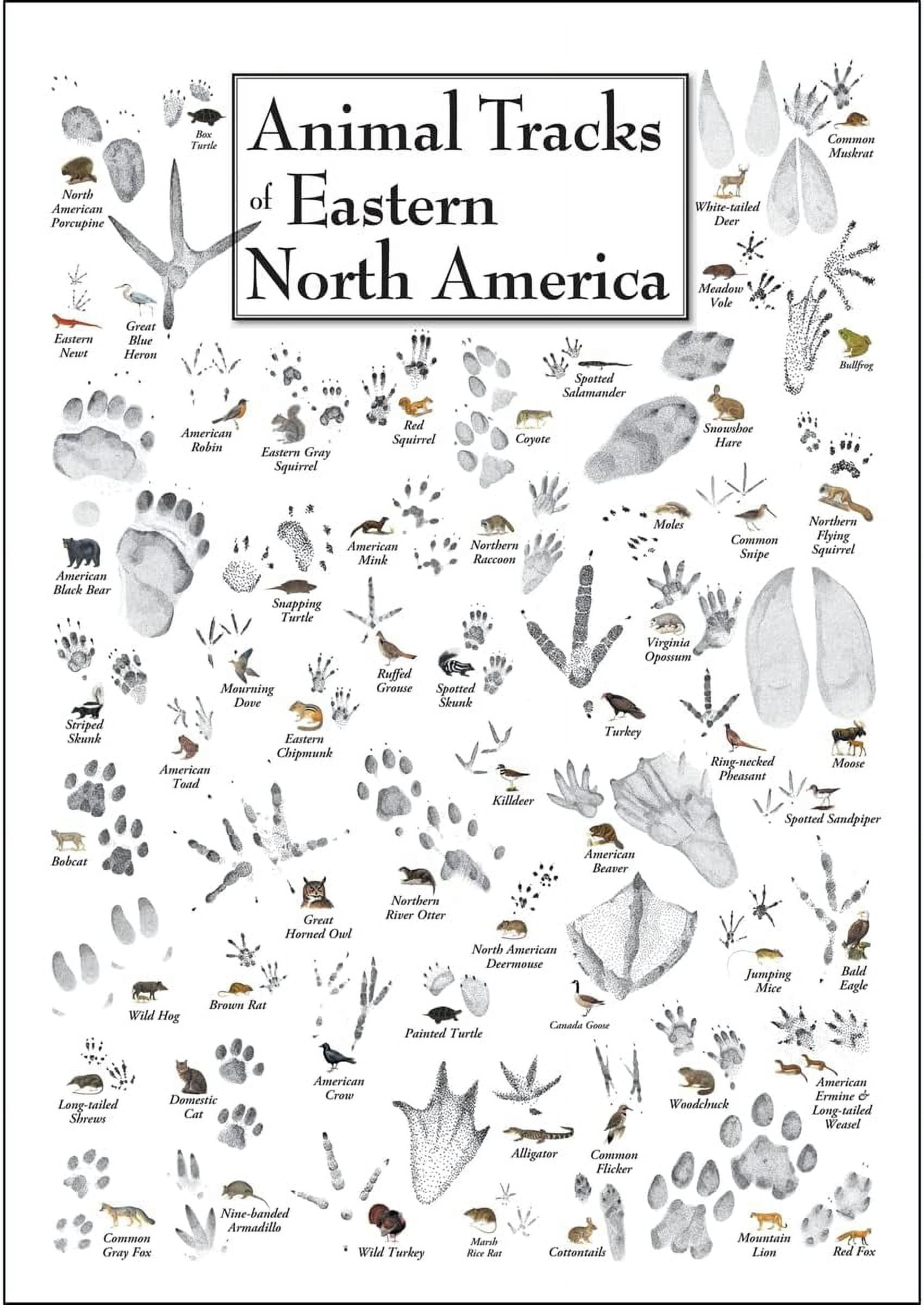 ADALE - Animal Tracks of Eastern North America - Poster Unframed 10x8 ...