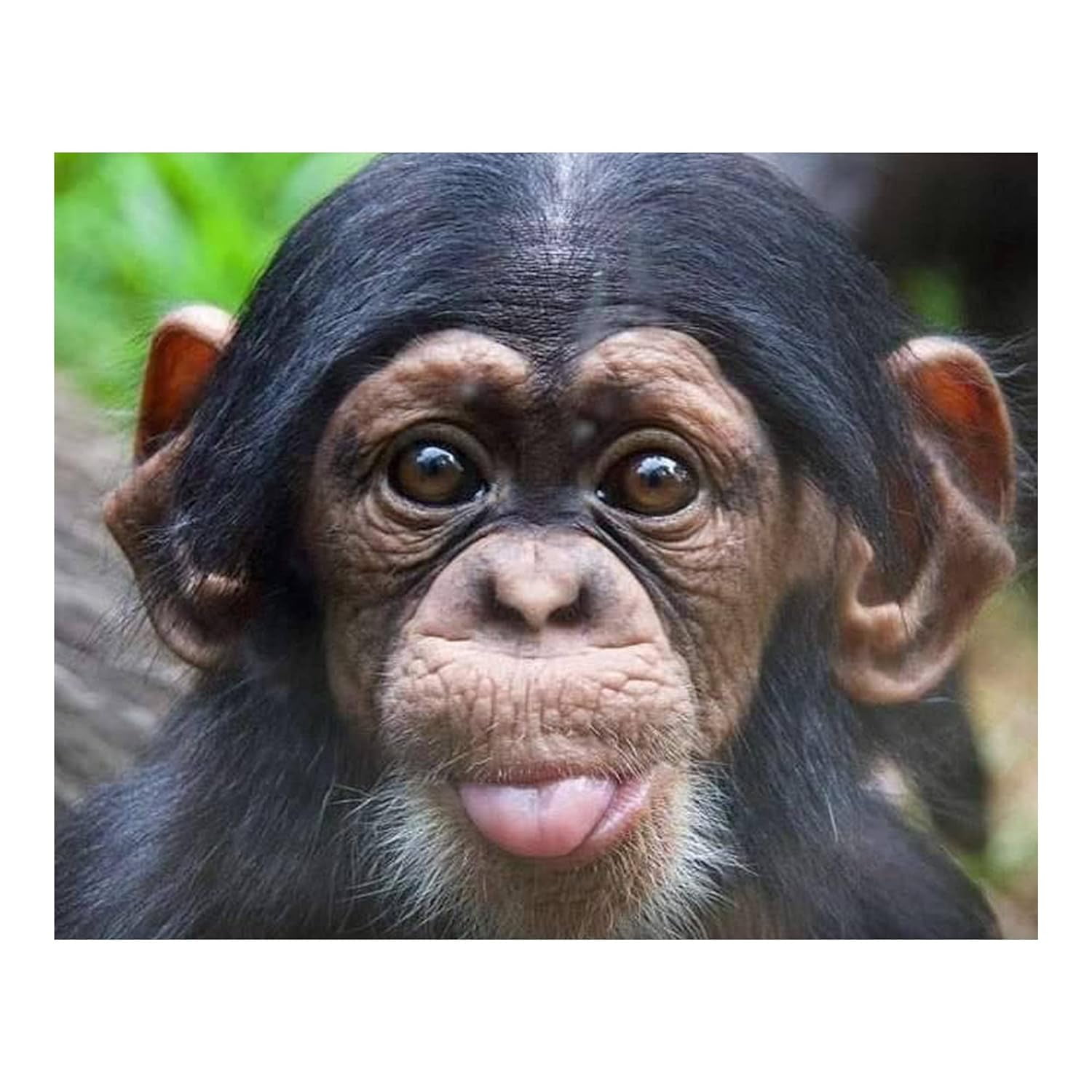 ADALE Baby Chimp Funny Face- Cute Animal Photographic Wall Art Print ...