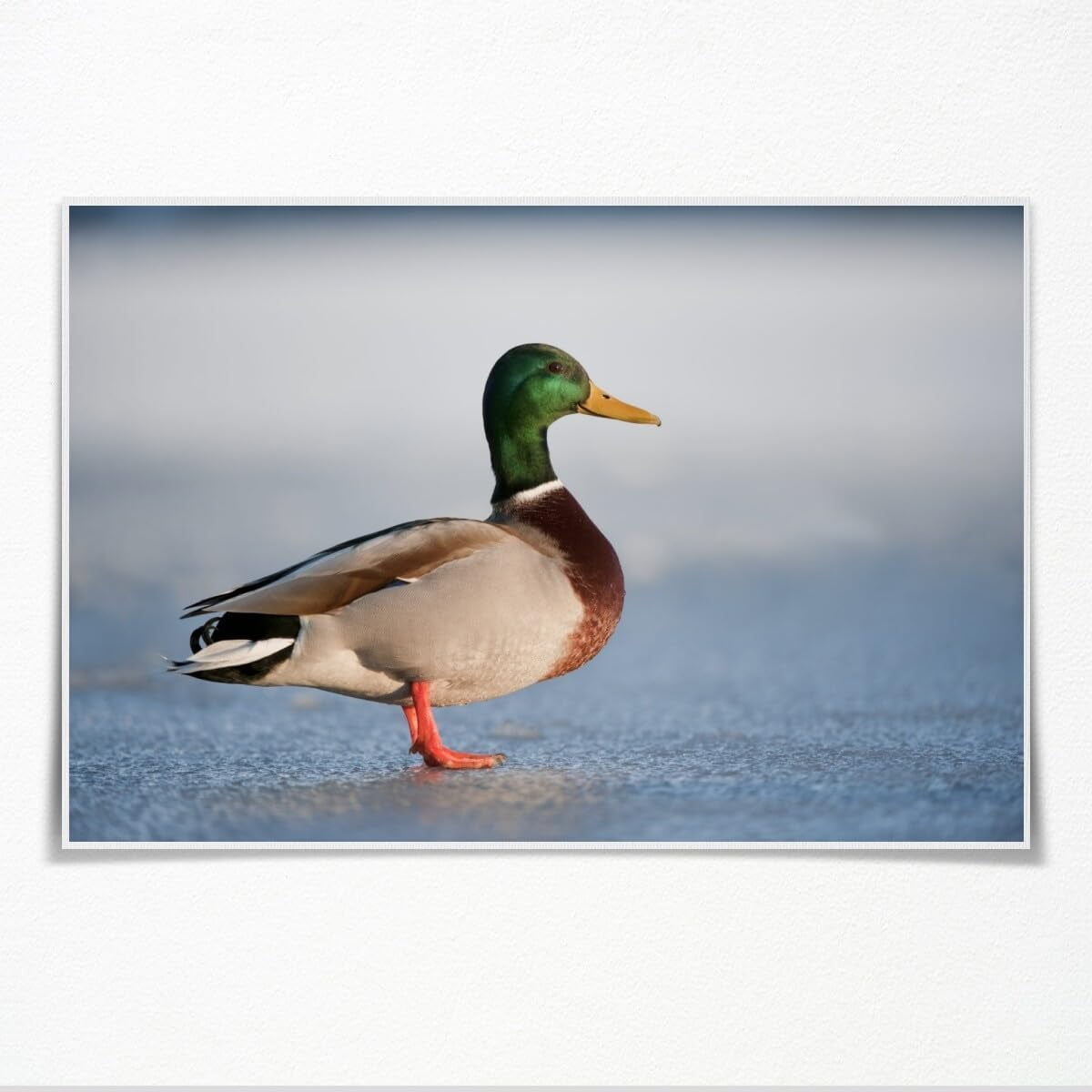 ADALE Beautiful Mallard Duck Fun Animal Wall Art Poster Wall Art Painting Canvas Decor Modern ...