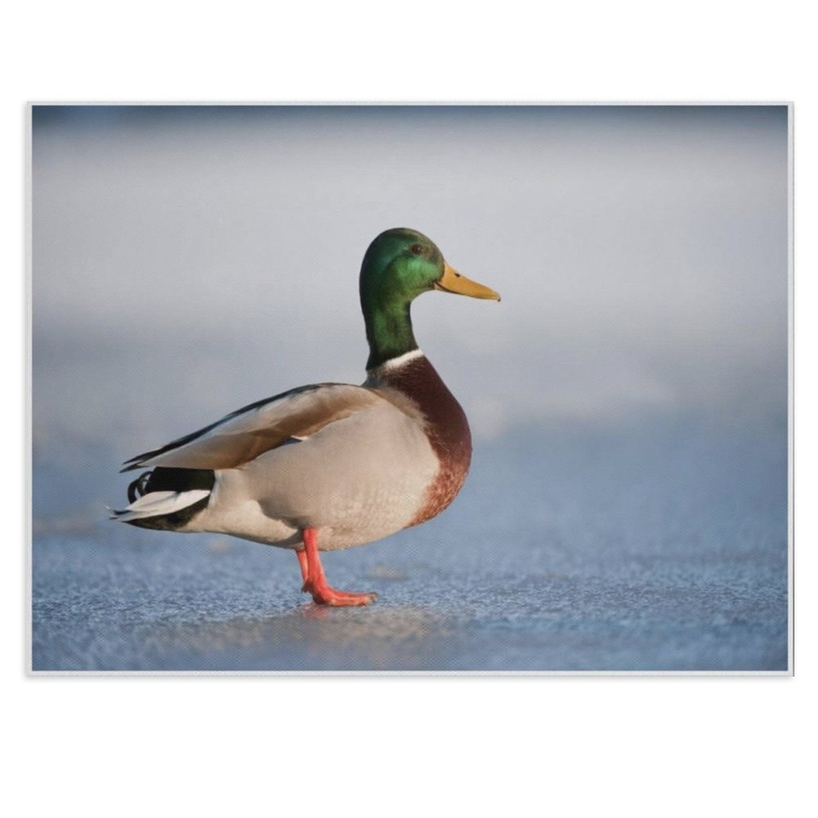 ADALE Beautiful Mallard Duck Fun Animal Wall Art Poster Wall Art ...