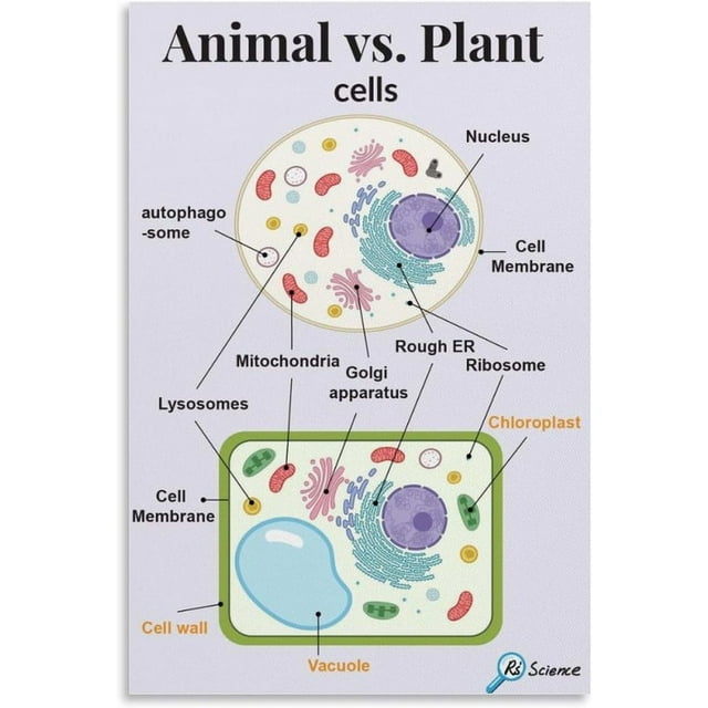 ADALE Biology Education Poster Animal And Plant Cell Structure Poster ...