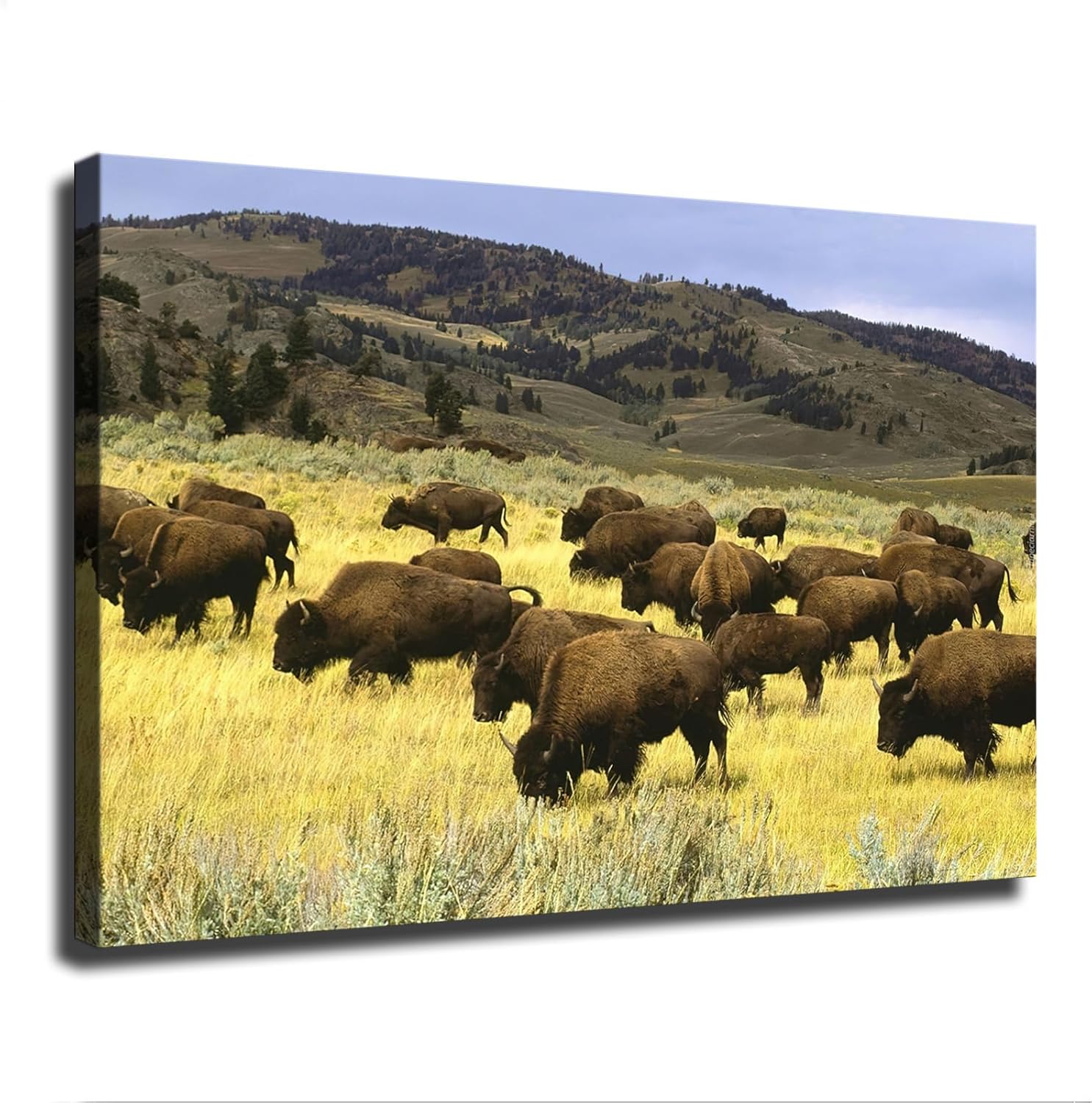 ADALE Bison Herd - Buffalo Animal Poster Wall Art Picture Print Photo ...