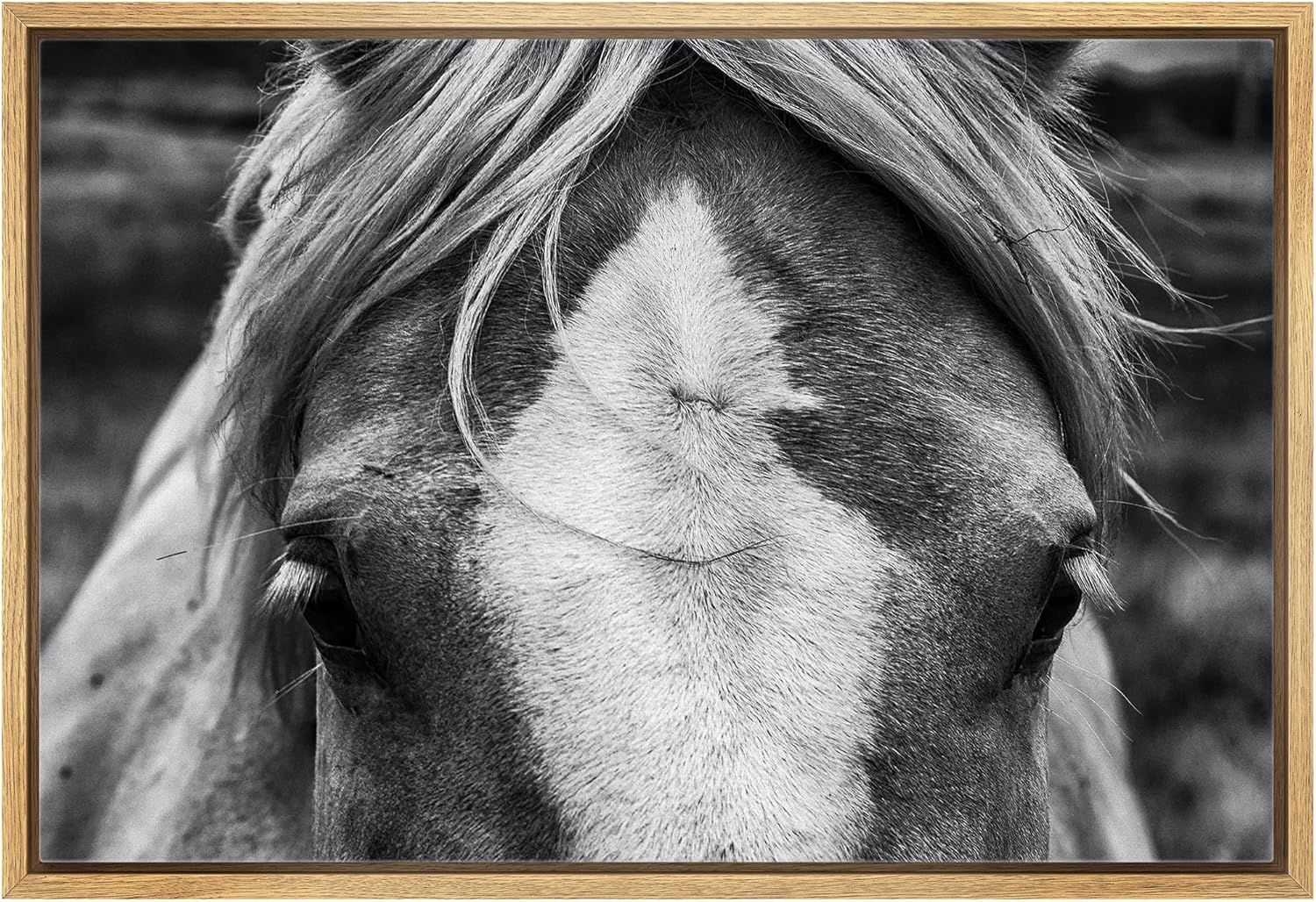 ADALE Canvas Print Wall Art Closeup of Highland Cow Animals Wilderness Photography Realism ...