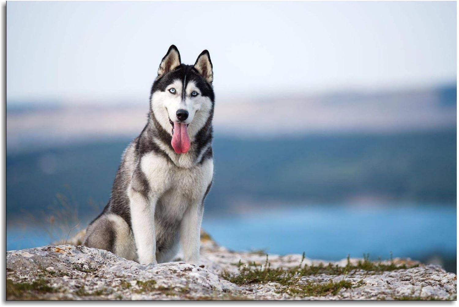 ADALE Canvas Wall Art Decor Husky Dog Pictures Poster Print Animal ...