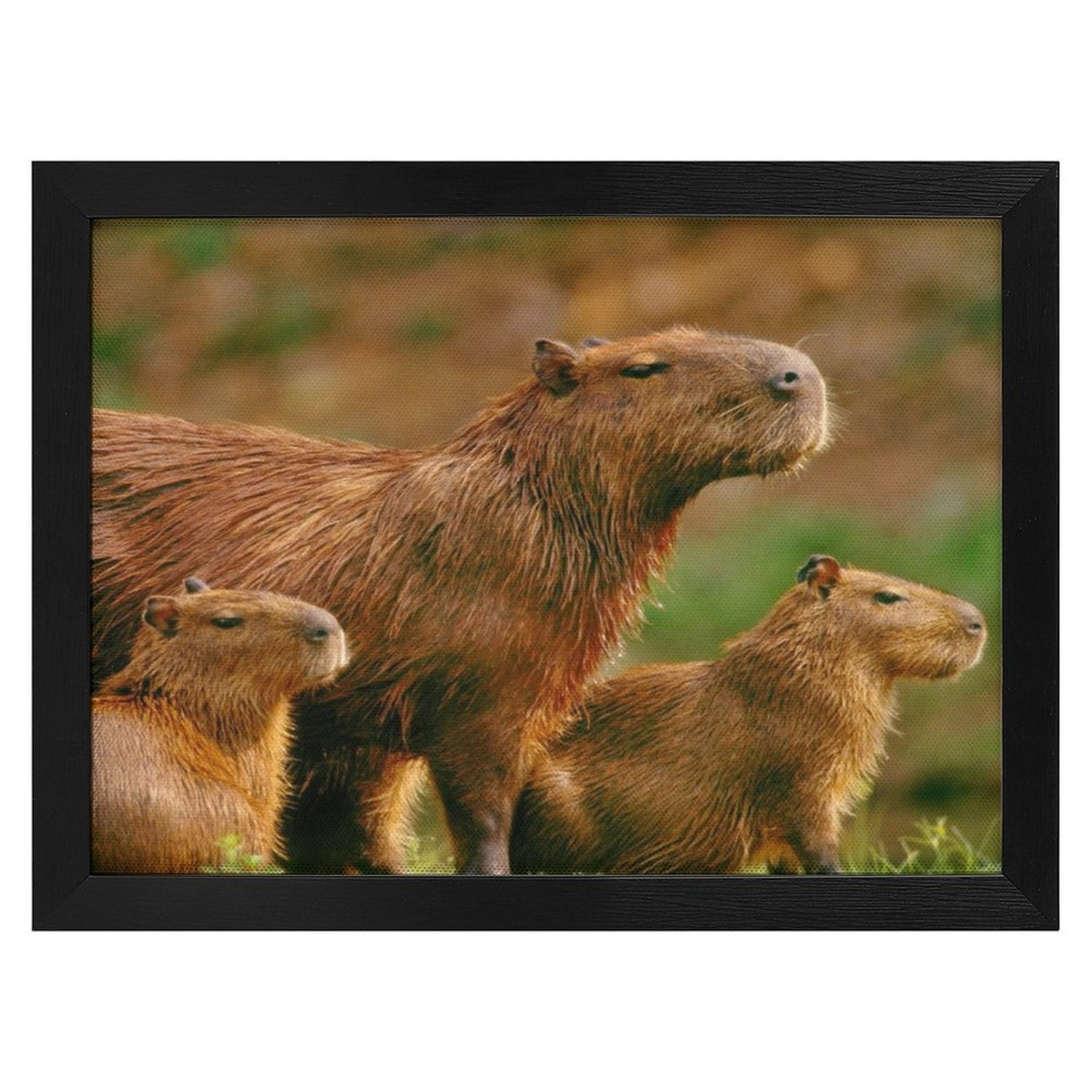 ADALE Capybara Animal Poster Canvas Print Painting Picture Aesthetic ...