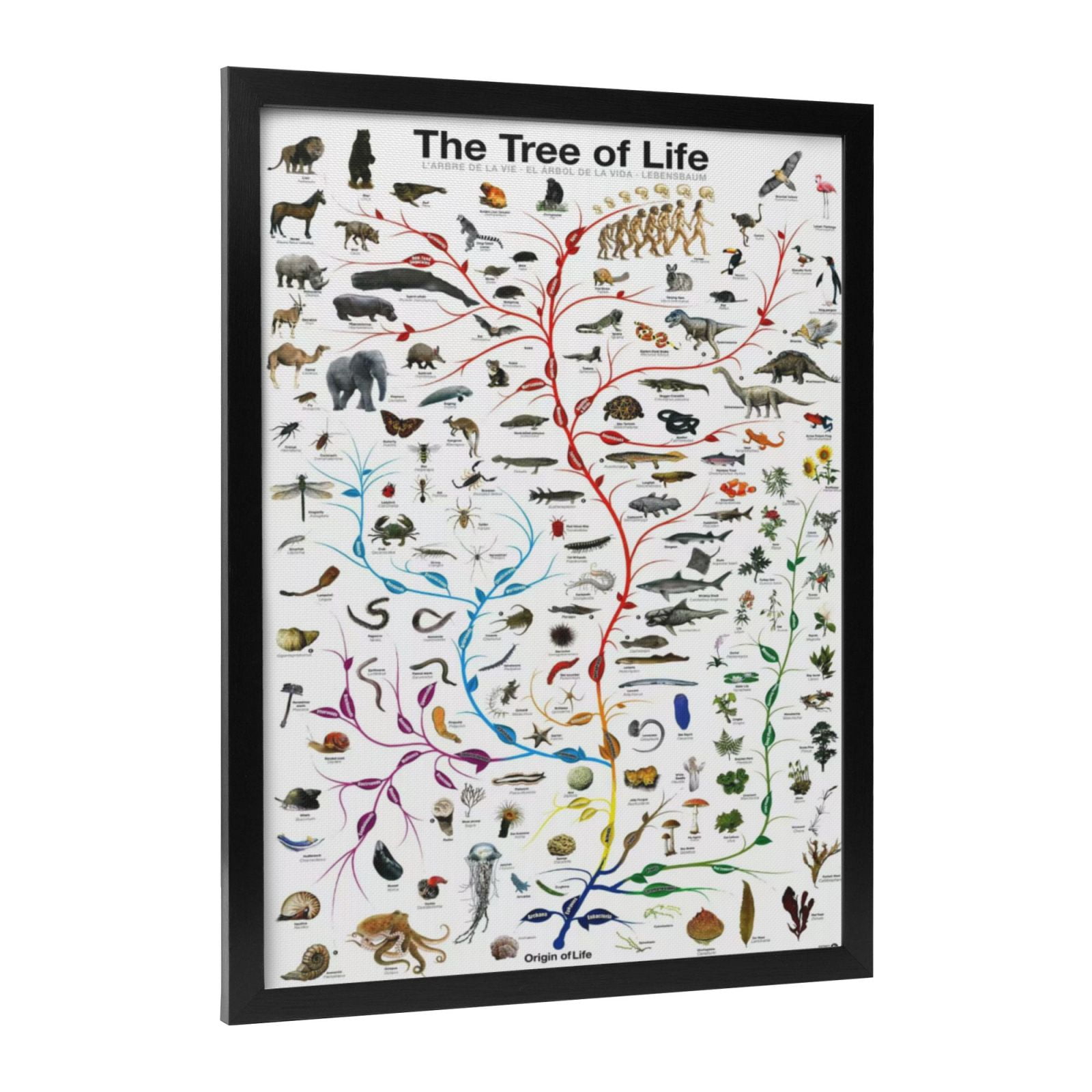 ADALE Laminated Evolution The Tree of Life Novelty Biology Science ...