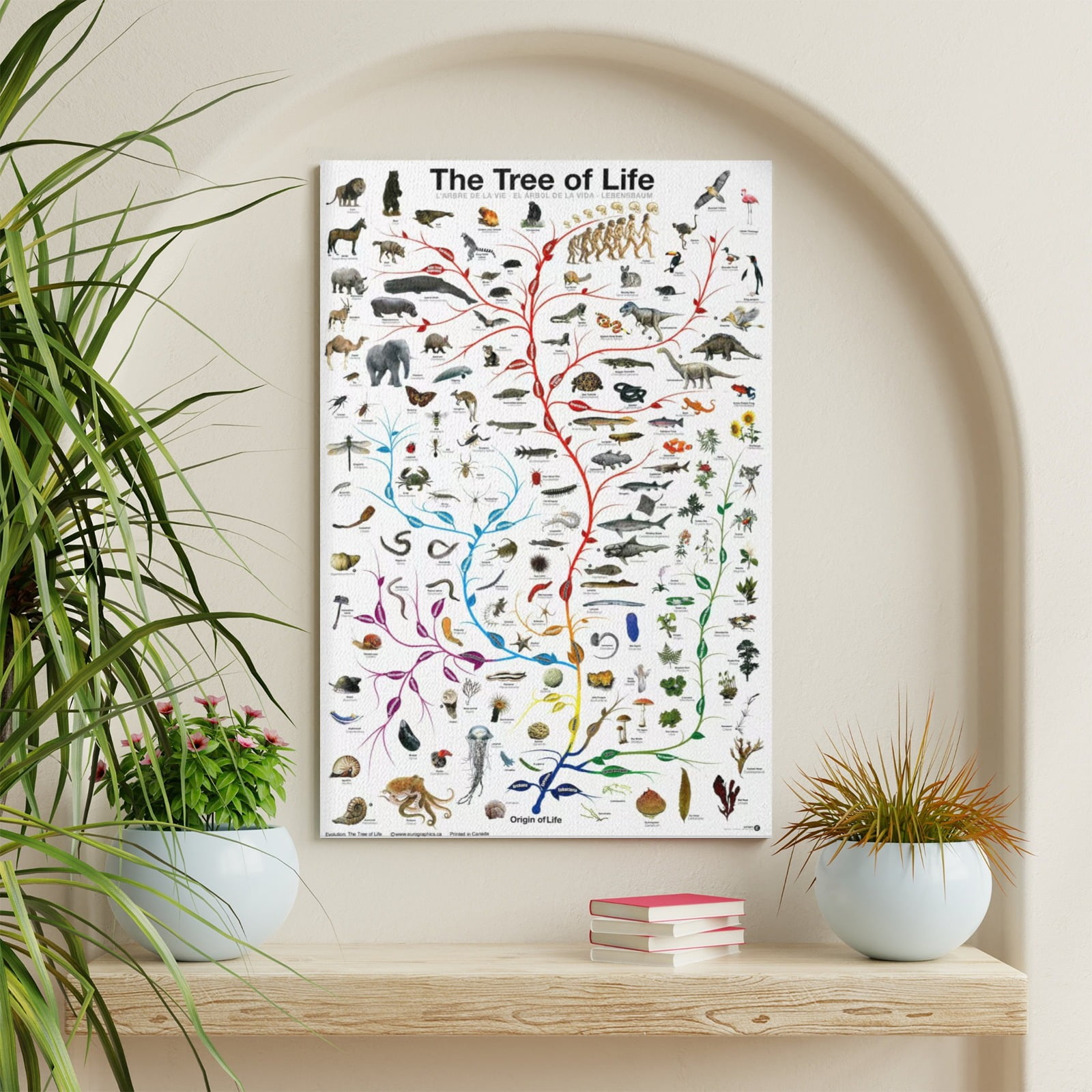 ADALE Laminated Evolution The Tree of Life Novelty Biology Science Chart Education Print Poster ...