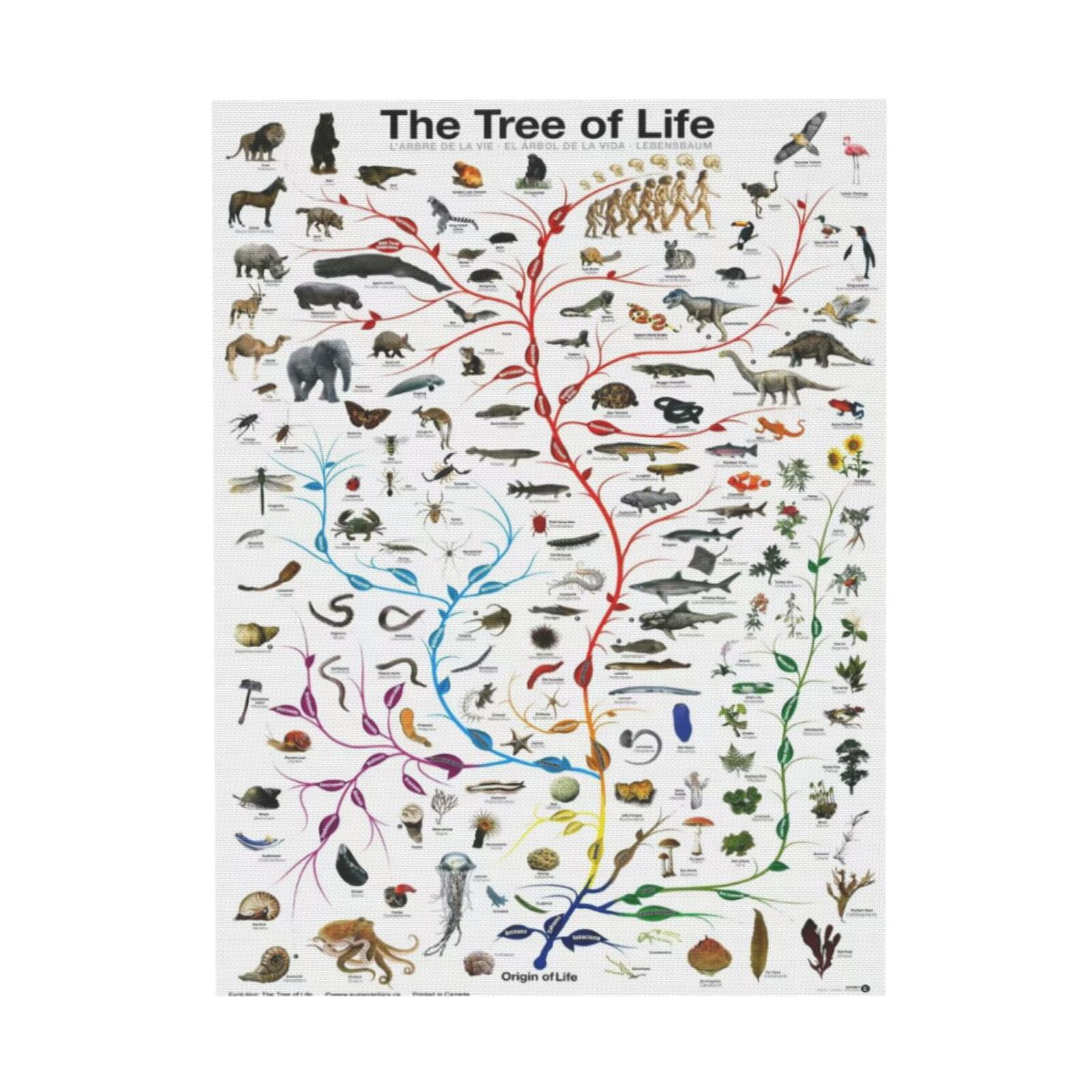 ADALE Laminated Evolution The Tree of Life Novelty Biology Science ...