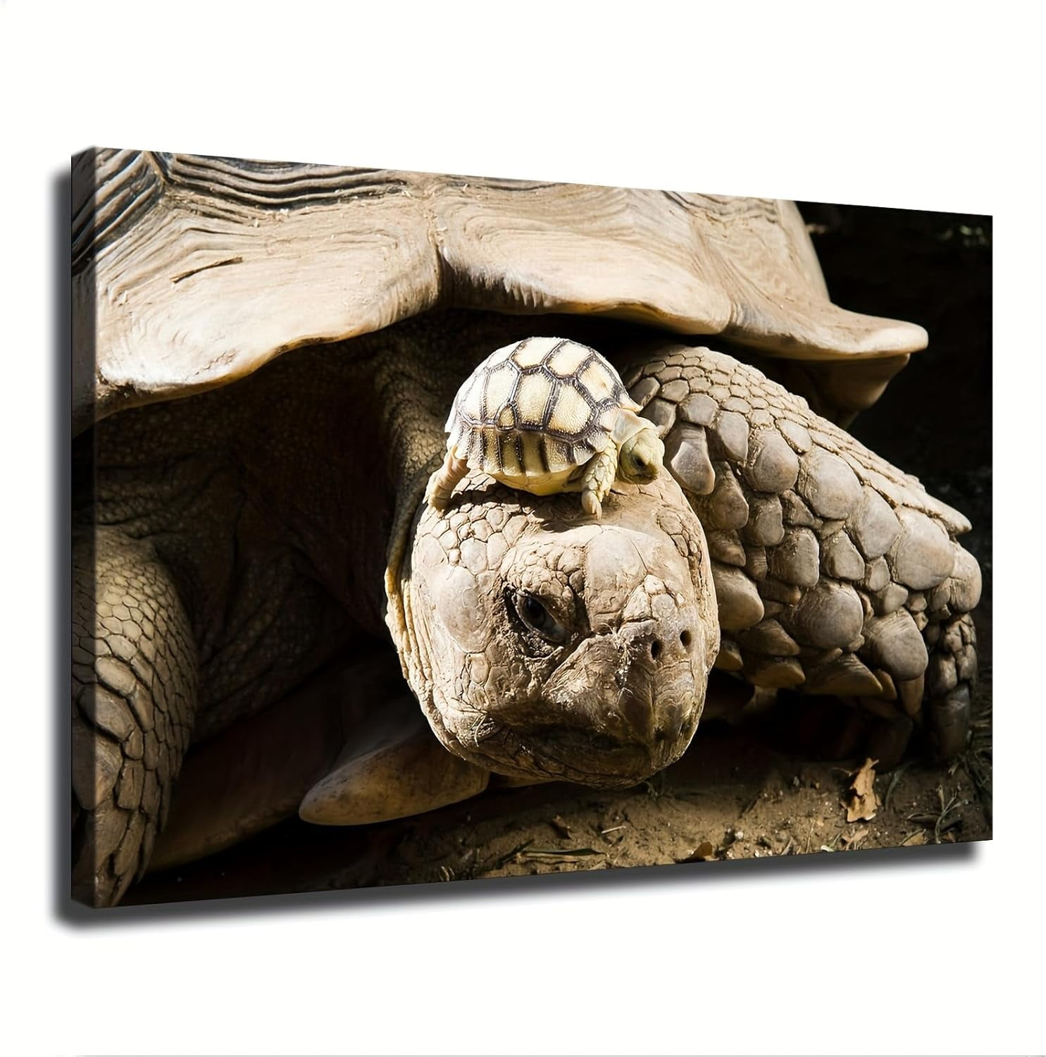 ADALE Land tortoise and baby tortoise intimate animal art Canvas Poster Wall Art Decor Print ...