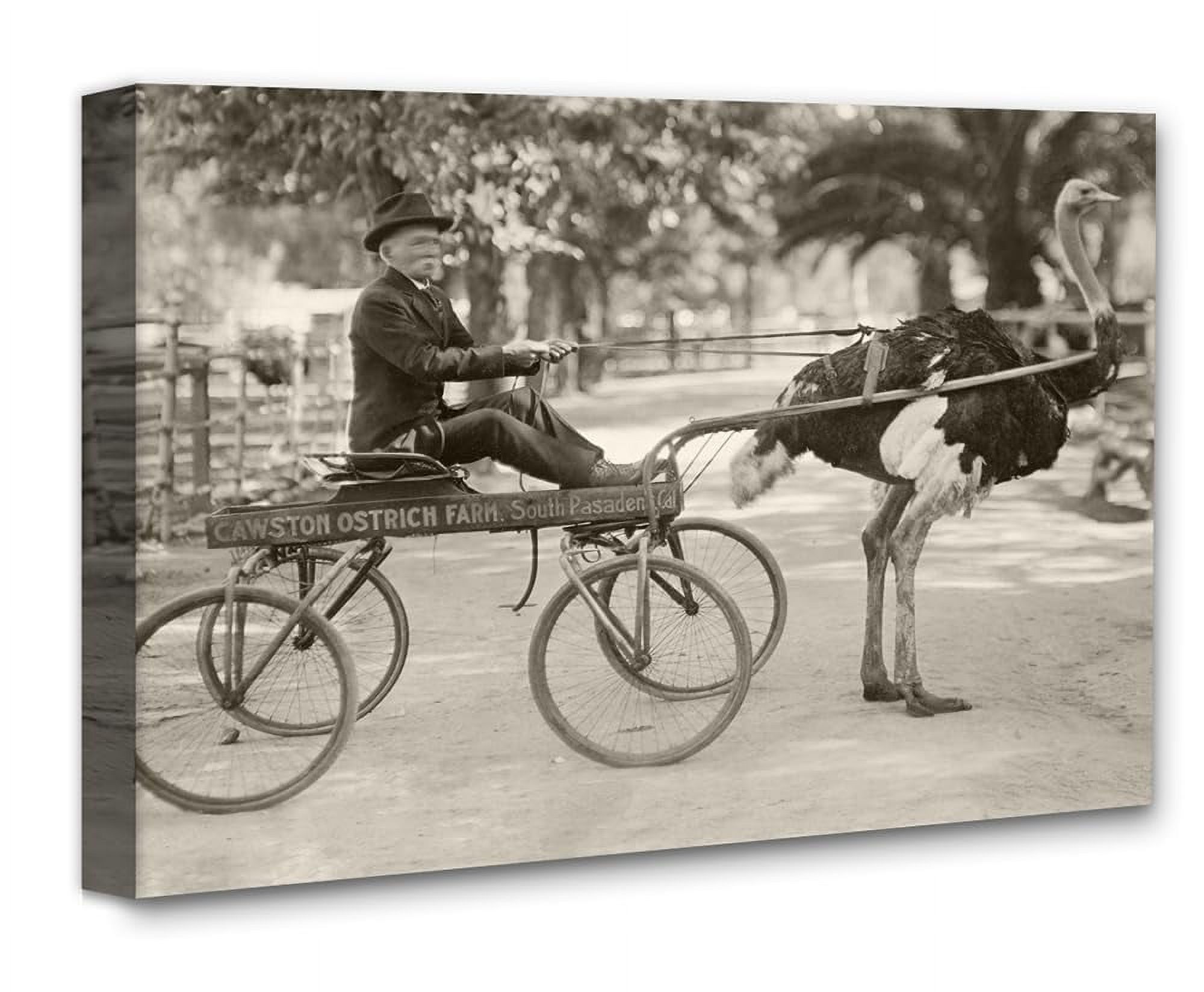 ADALE Quirky California Ostrich - Weird Vintage Photo - Great for Home or Office Decor, Black ...