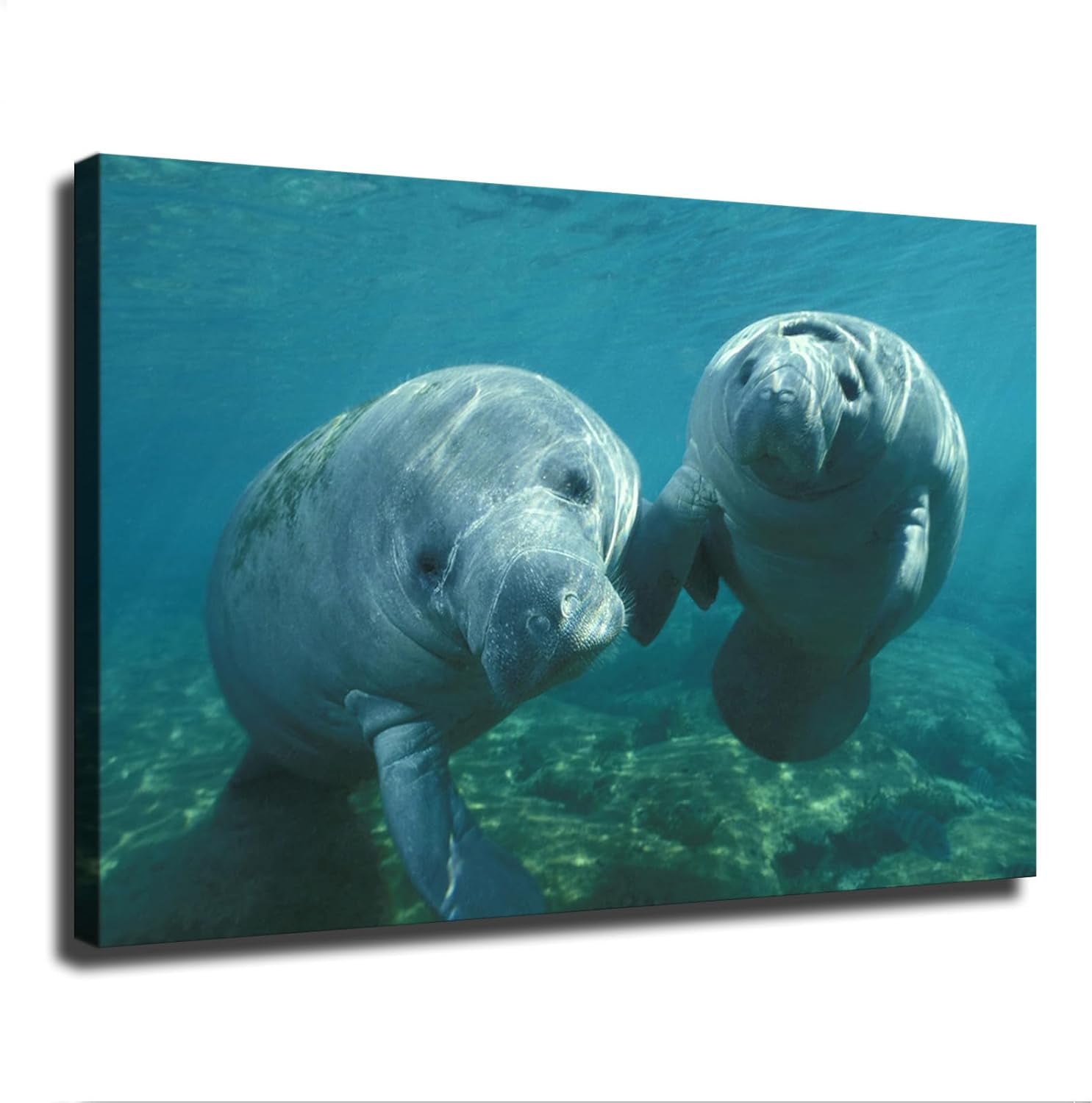 ADALE Sea Animals A Pair of Manatees Poster Canvas Print Wall Art ...