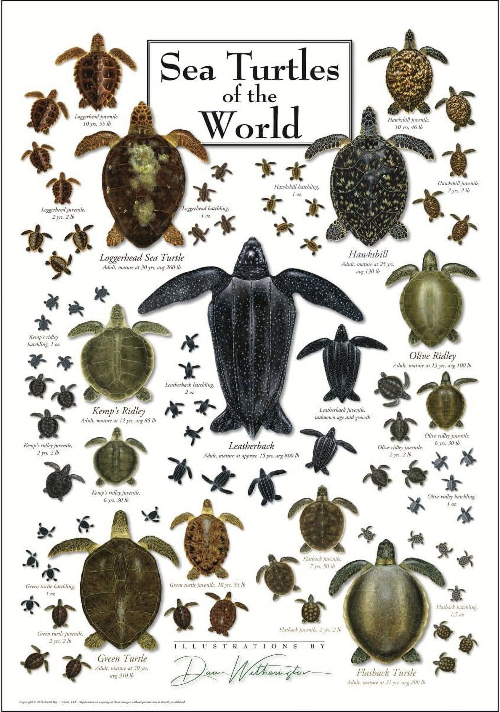 ADALE Sea Turtles of the World Poster Unframe 10x8 Inch - Walmart.com