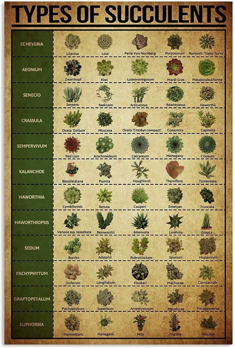 ADALE Types Of Art Poster Prints 2 (Types Of Ants Vertical Art Poster ...
