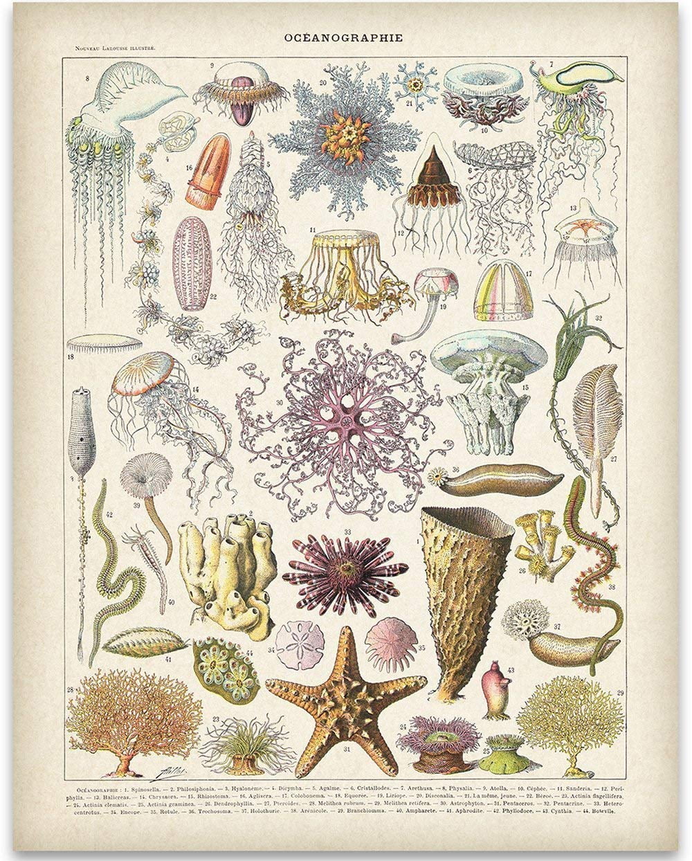 ADALE Vintage Crustaceancore Ocean Life Jellyfish Marine Biology ...