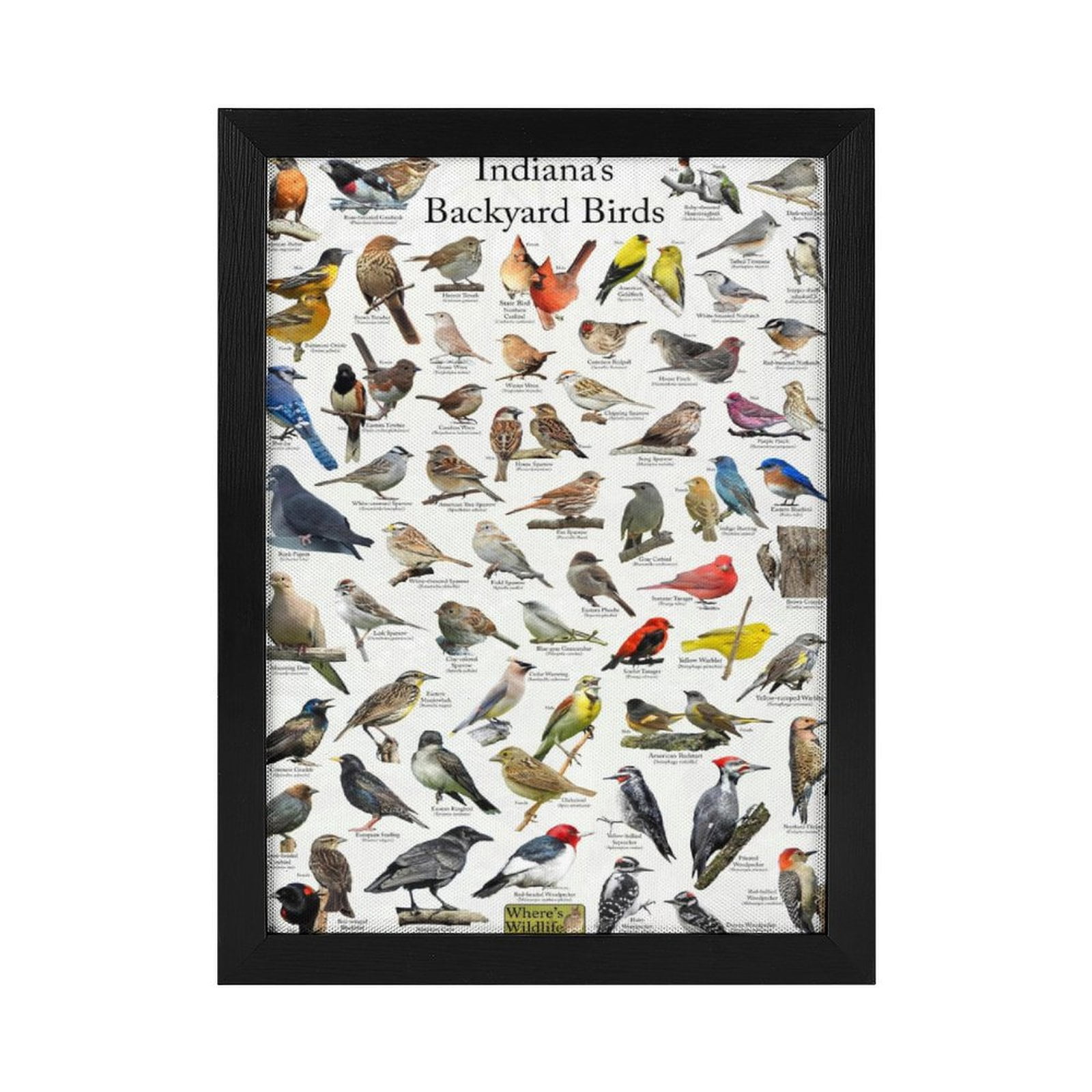 ADALE Where's Wildlife Indiana's Backyard Birds Poster - Indiana Bird ...