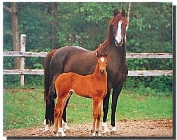 ADALE Wild Animal Wall Decor Brown Arabian Mare and Foal Horse Art ...