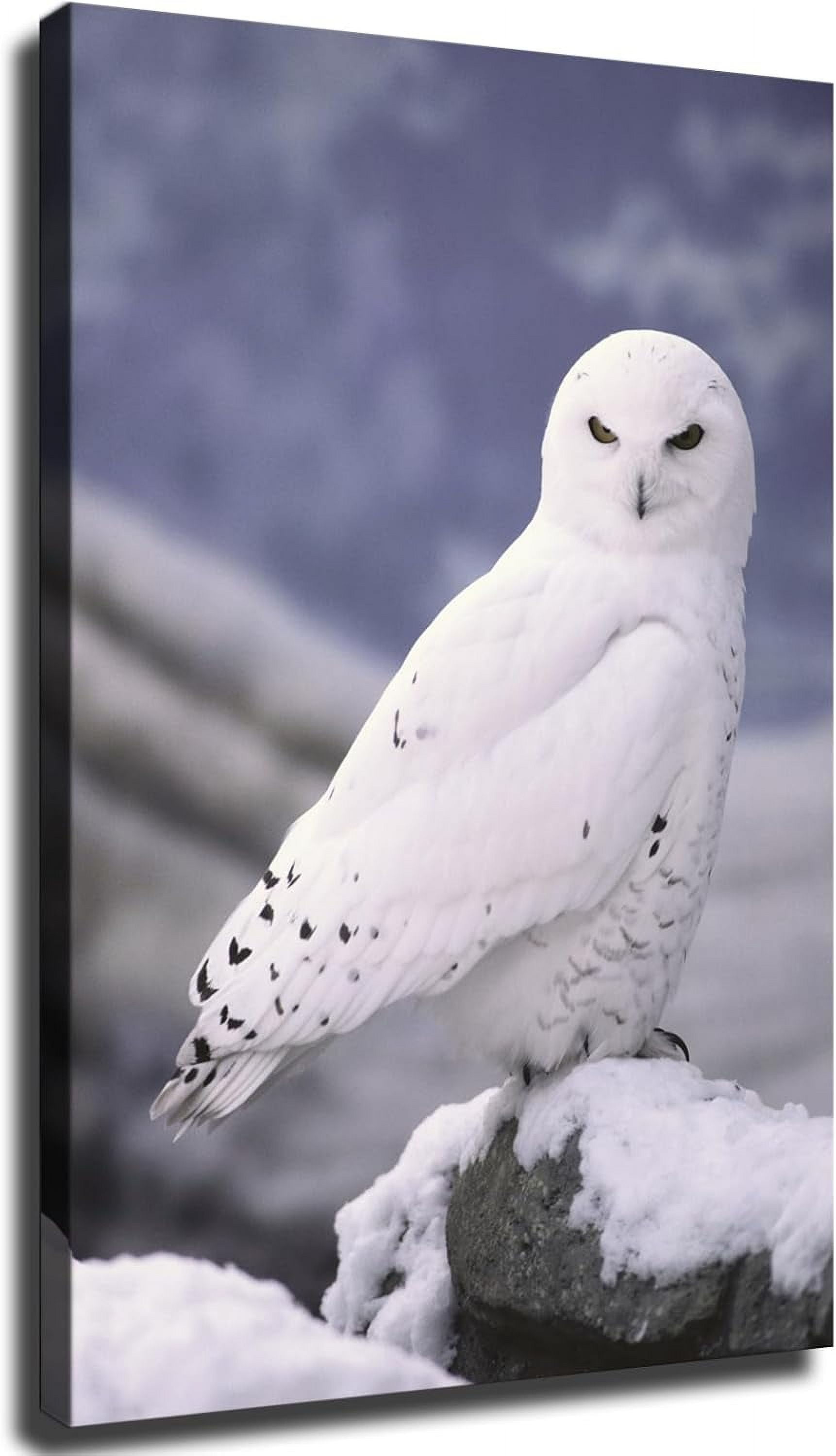 ADALE Wild Animals Bird Cute Beautiful White Owl In Snow Poster Canvas ...