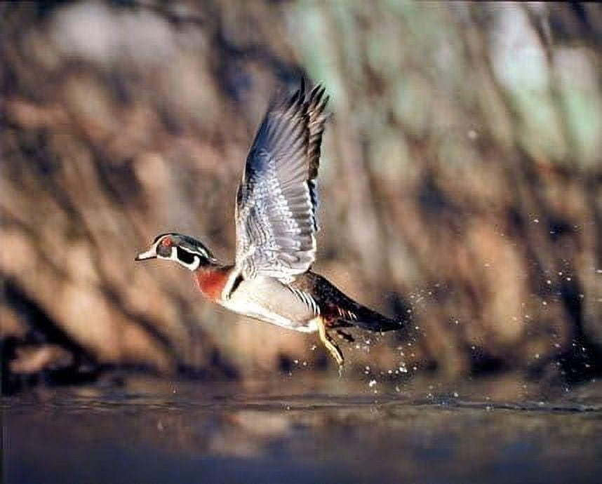 ADALE Wild Wood Duck Flying Bird Hunting Animal Wall Decor Art Print ...