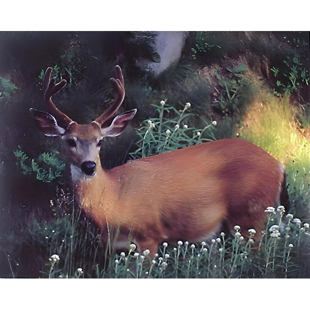 ADALE Wildlife Animal Whitetail Deer Wall Decor Picture Art Print ...