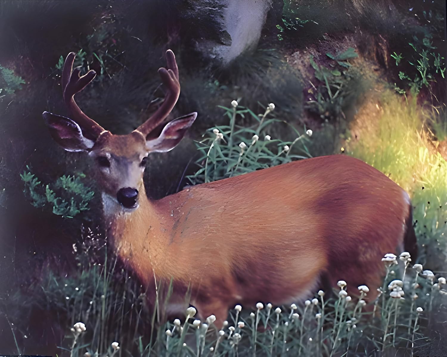 ADALE Wildlife Animal Whitetail Deer Wall Decor Picture Art Print ...