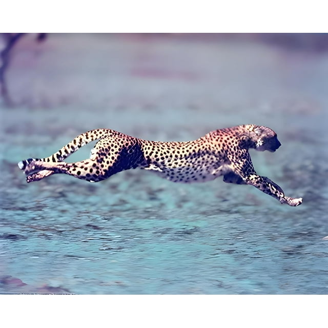 ADALE Wildlife Animal Wind Running Cheetah Spotted Wall Decor Art Print ...