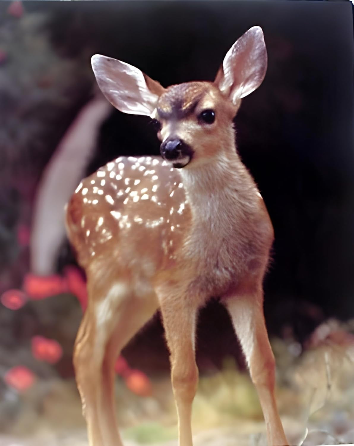 ADALE Wildlife Whitetail Mule Deer Wild Animal Fawn Picture Art Print ...