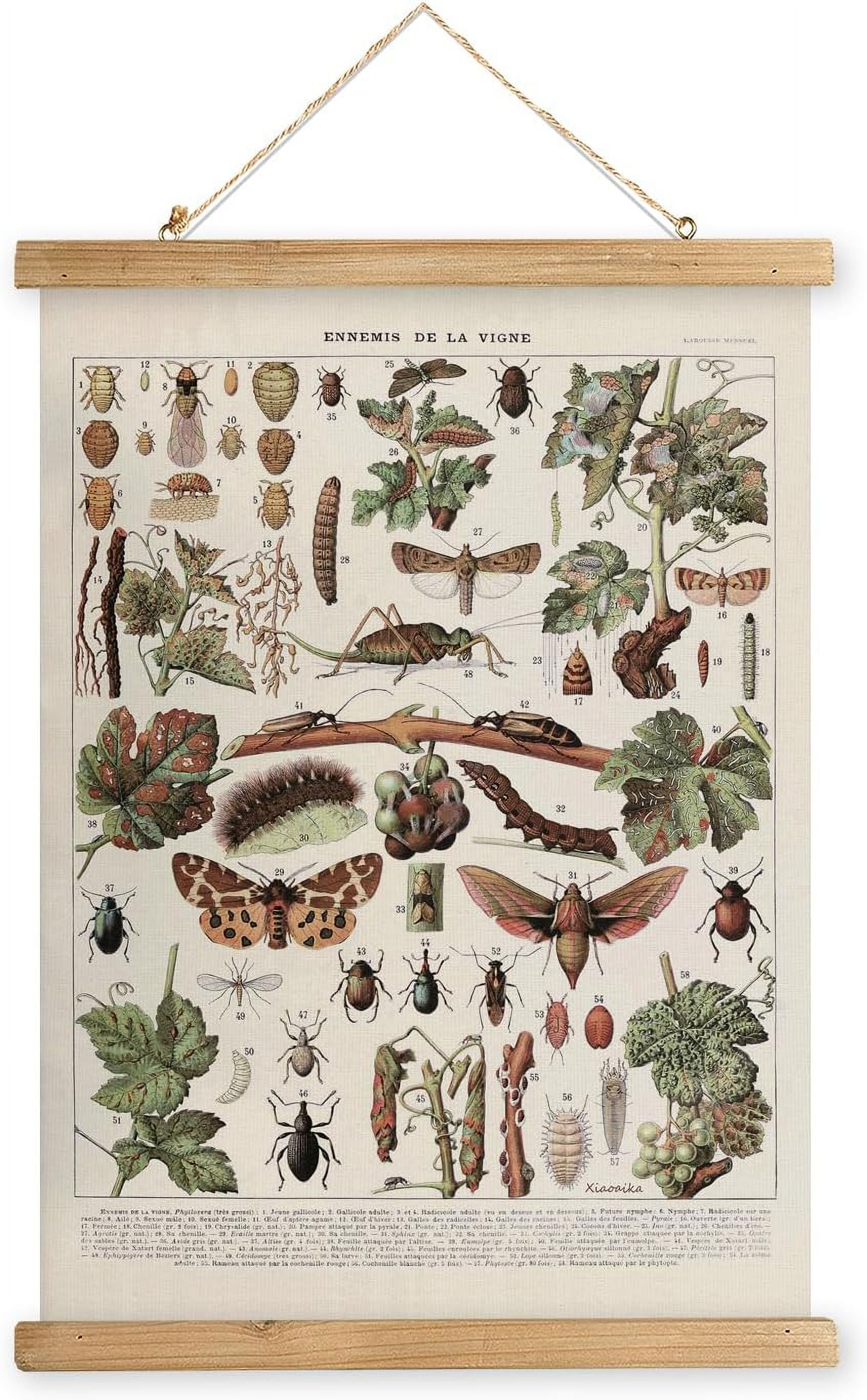 ADALE Winter Wildlife Educational Poster - Illustrated Arctic Animals ...