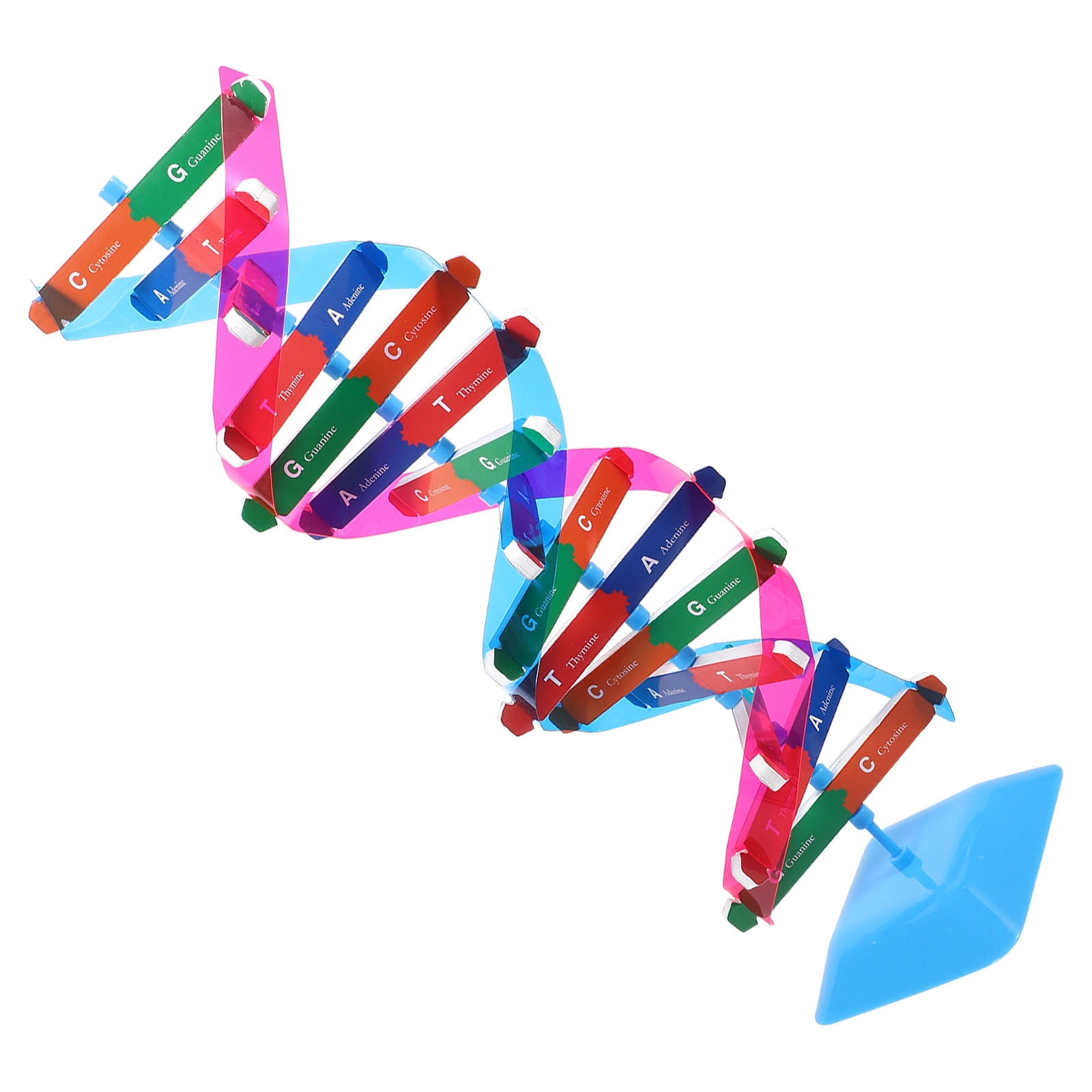 ADDHAT 1 Set Multi-colored DNA Double Helix Model For Classroom ...