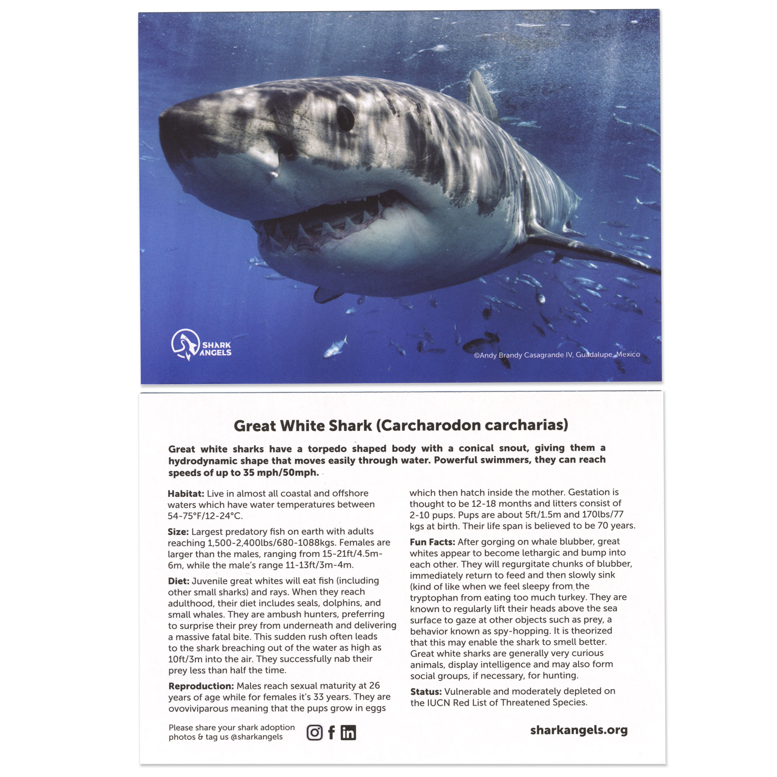 ADOPT A SHARK - GREAT WHITE DELUXE PACKAGE - Walmart.com