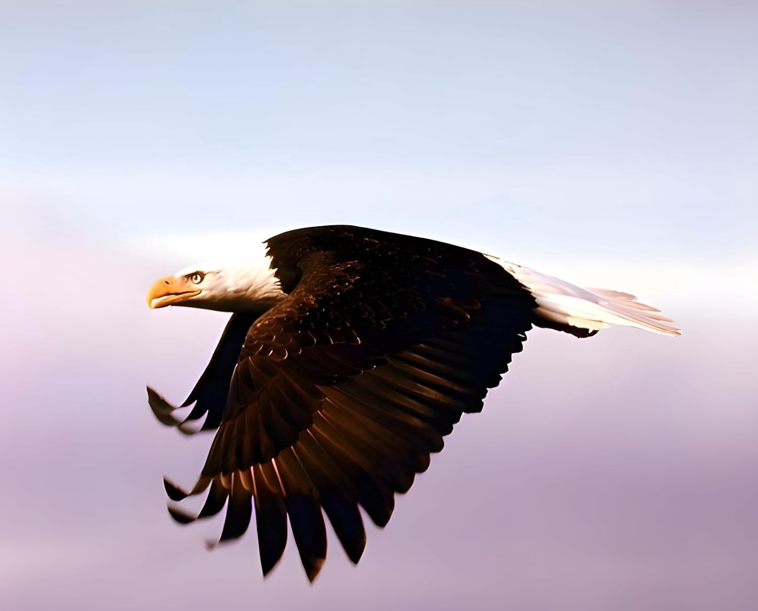 AEFER American Bald Eagle in Flight Wild Bird Animal Home Wall Decor ...