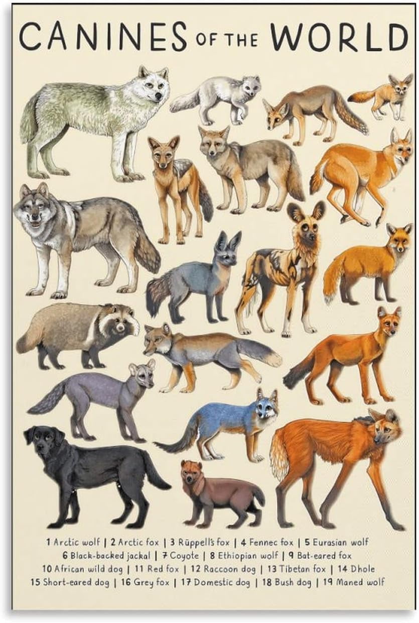 AEFER Canines Poster - Wolf Dog Fox Animal Knowledge Canvas Art ...