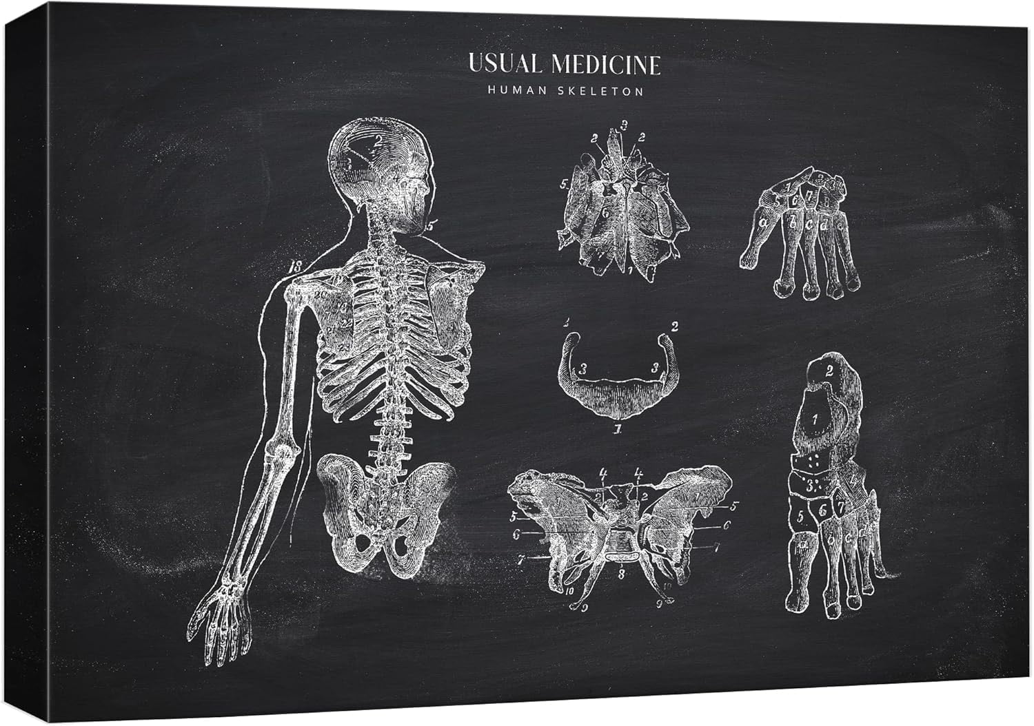 AEFER Canvas Print Wall Art Anatomy X-Ray Skeleton Skull Diagram ...