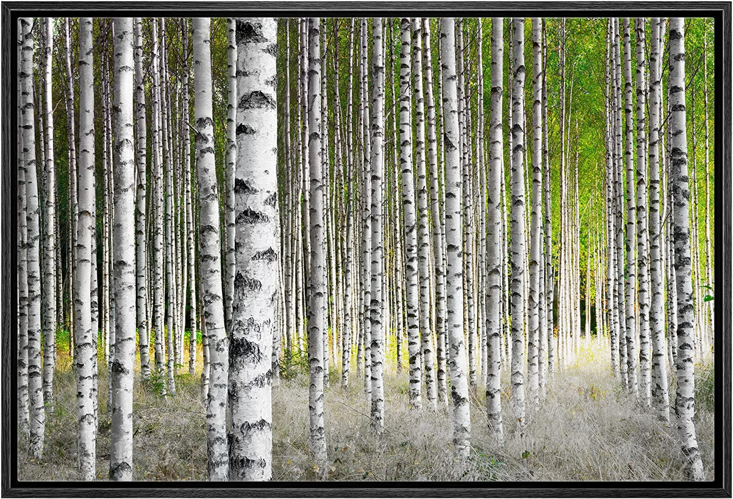 AEFER Canvas Print Wall Art Birch Trees in Green Forest Nature ...