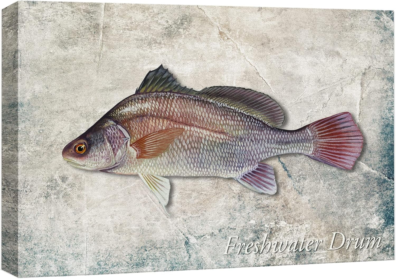 AEFER Canvas Print Wall Art Freshwater Drum Fish on Granite Background ...