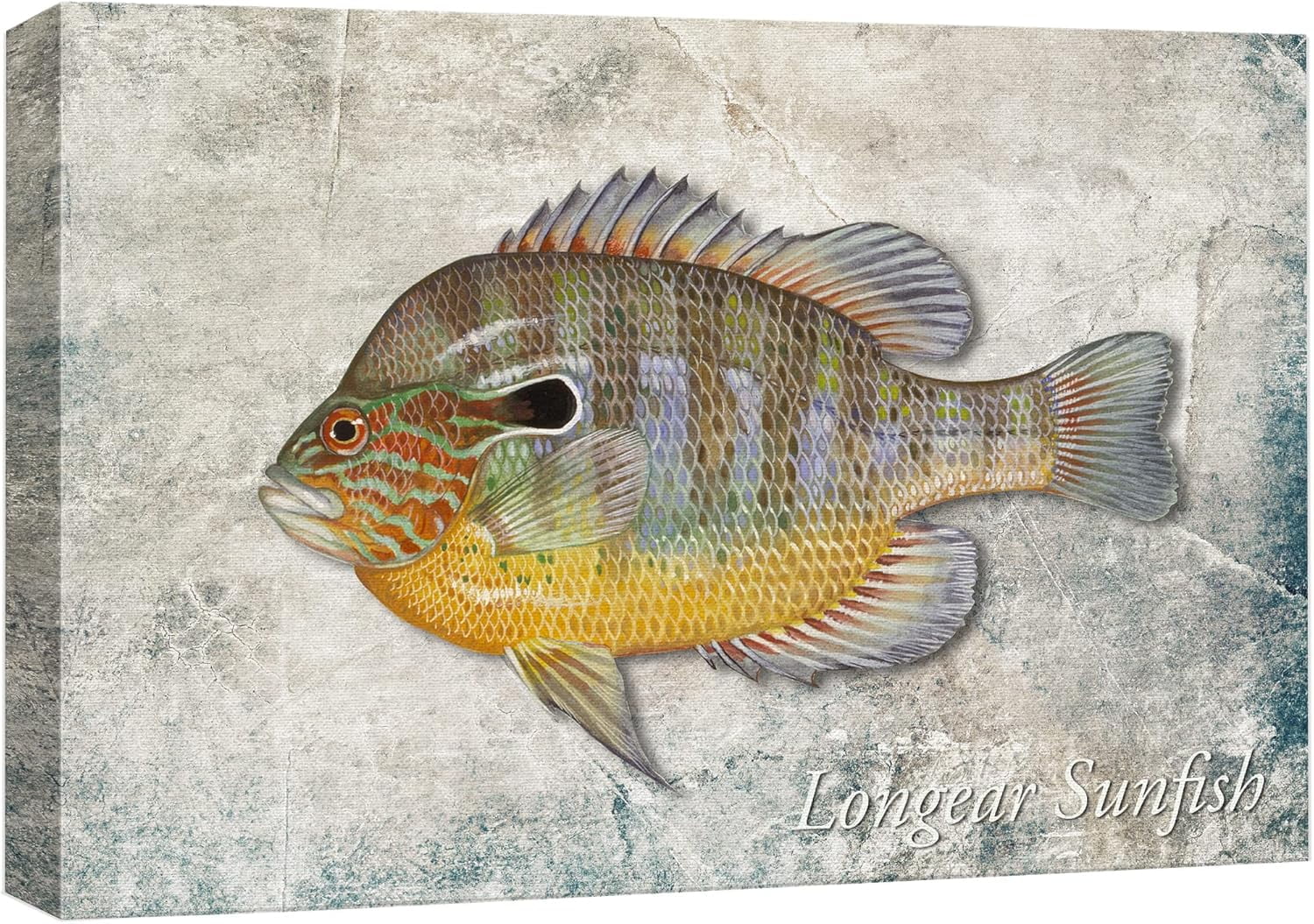 AEFER Canvas Print Wall Art Longear Sunfish on Granite Background ...
