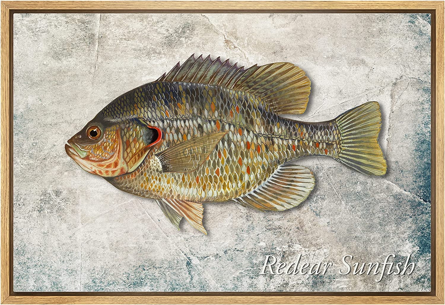 AEFER Canvas Print Wall Art Redear Sunfish on Granite Background Marine ...