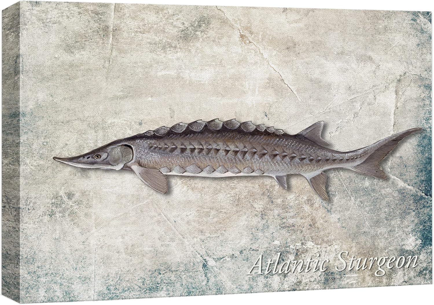 AEFER Canvas Print Wall Art Sturgeon Fish on Granite Background Marine ...