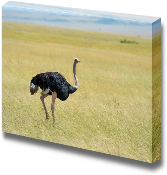 AEFER Canvas Prints Wall Art - Ostrich Walking on Plain Modern Wall ...