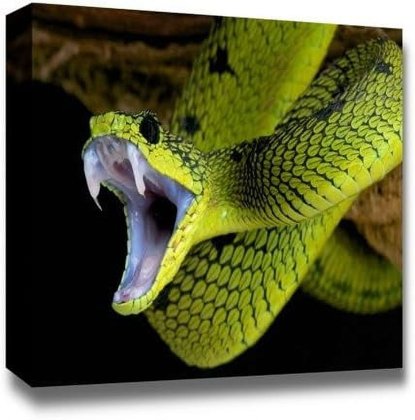 AEFER Canvas Prints Wall Art - Snap Shot of a Snake Ready to Attack | Modern Wall Decor/Home Art ...