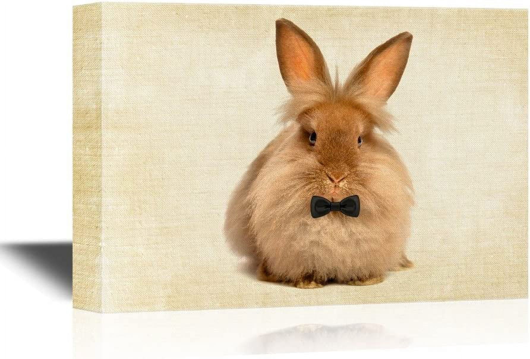 AEFER Canvas Wall Art - A Lying Chocolate Colored Lionhead Bunny Rabbit ...