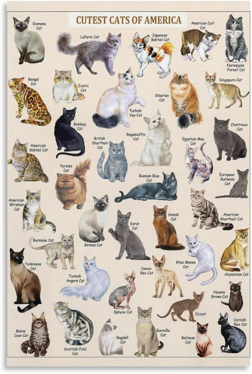 AEFER Cat Poster Types of Cat Canvas Art Poster And Wall Art Picture ...