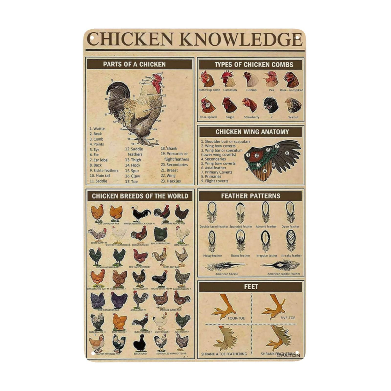 AEFER Chicken Knowledge Metal Tin Sign Chicken Breeds of The World ...