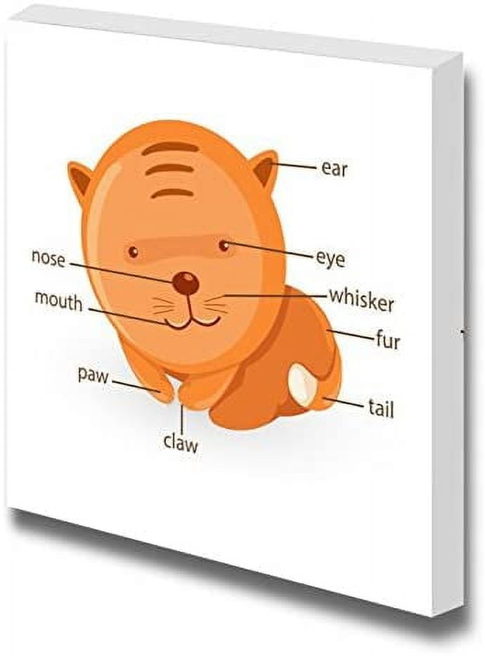 AEFER Cute Illustration of Cat Vocabulary Part of Kitten Body Great for ...