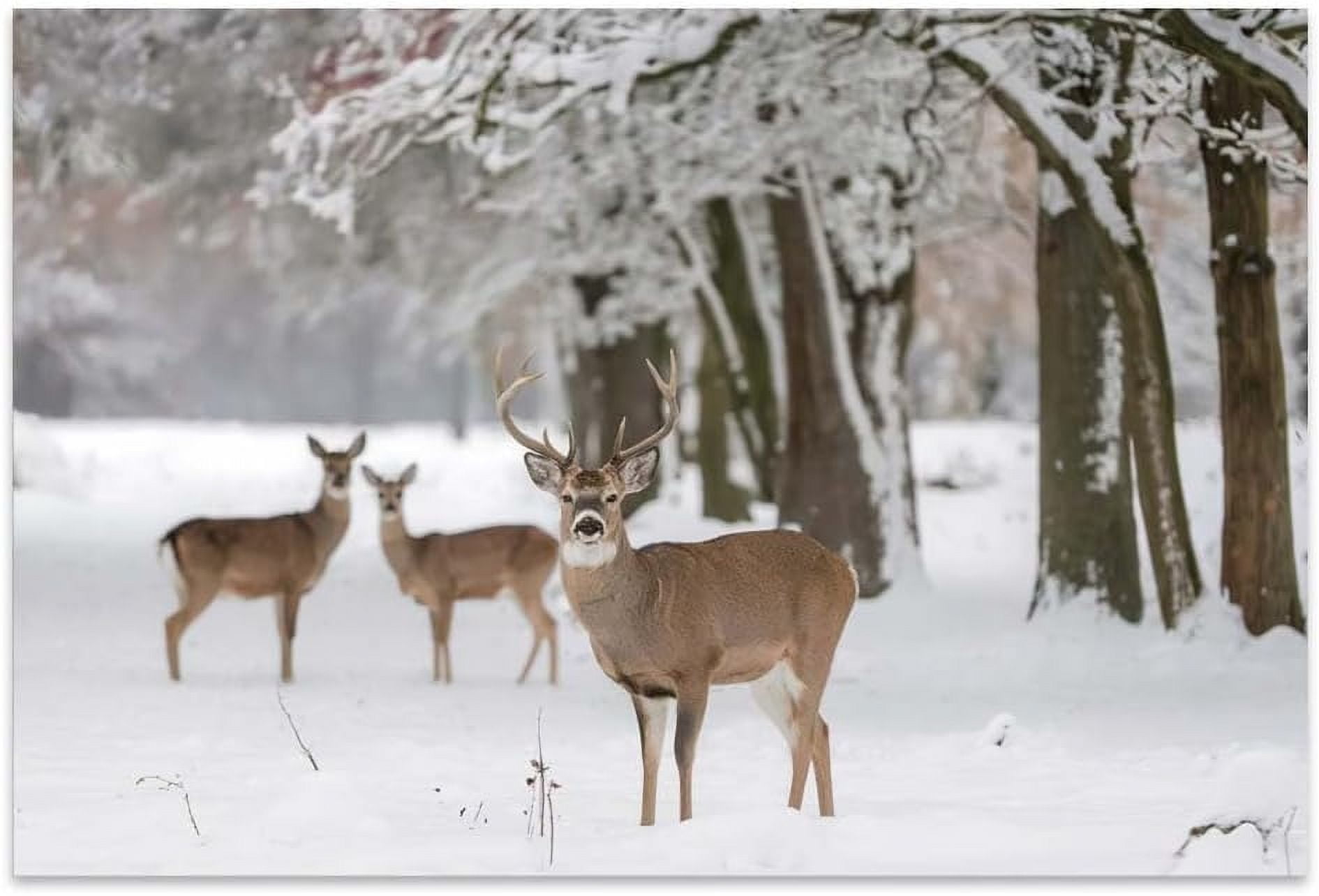 AEFER Deer Wall Art, Winter Pictures Christmas Posters Animal Paintings ...