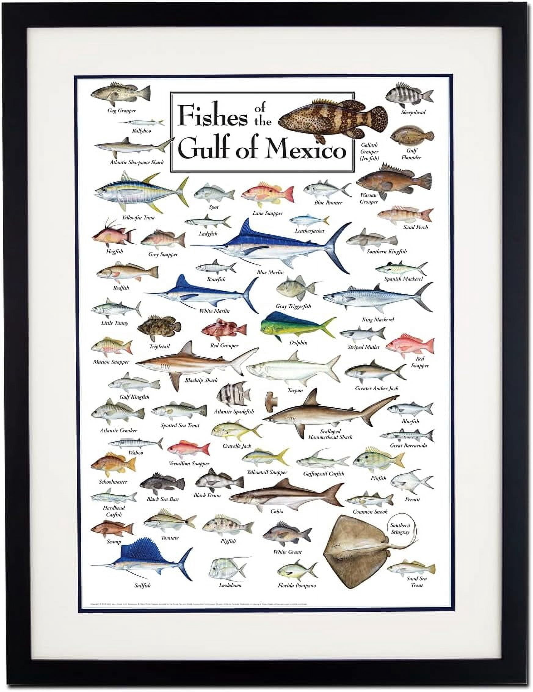 AEFER Fishes of the Gulf of Mexico - Double-matted Posters with Black ...