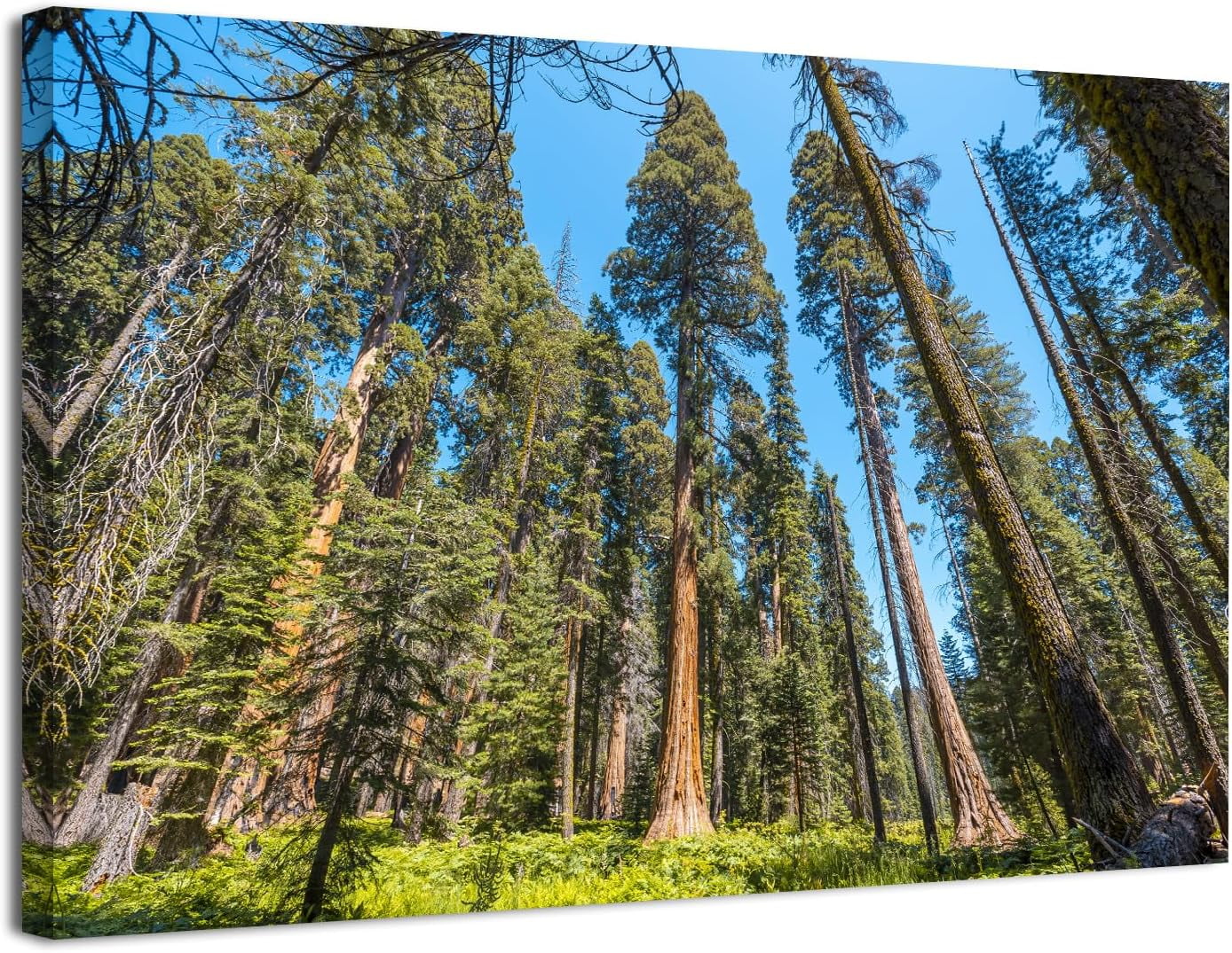 AEFER Forest Canvas Wall Art Sequoia National Park Posters Giant Cedar ...