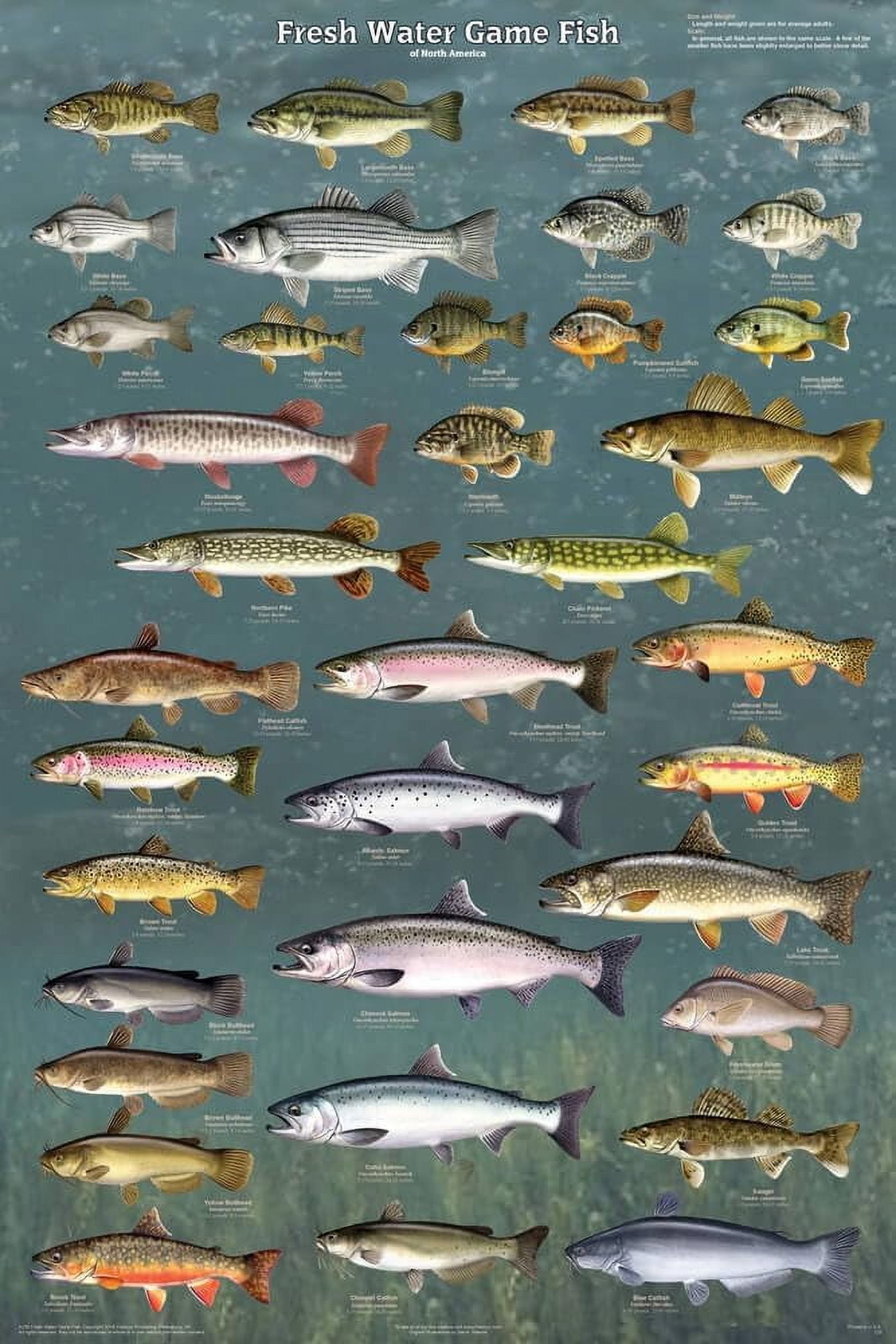 AEFER Fresh Water Game Fish of North America Laminated Educational ...
